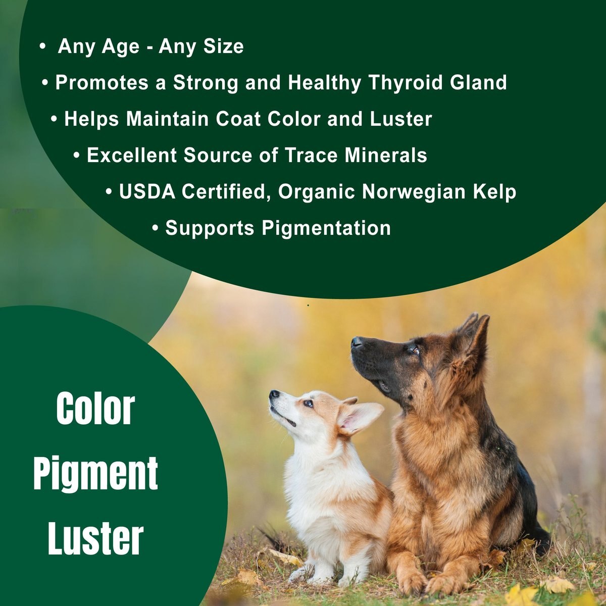 NATURE'S FARMACY Dogzymes Norwegian Kelp Dog Supplement, 3-lb jar ...