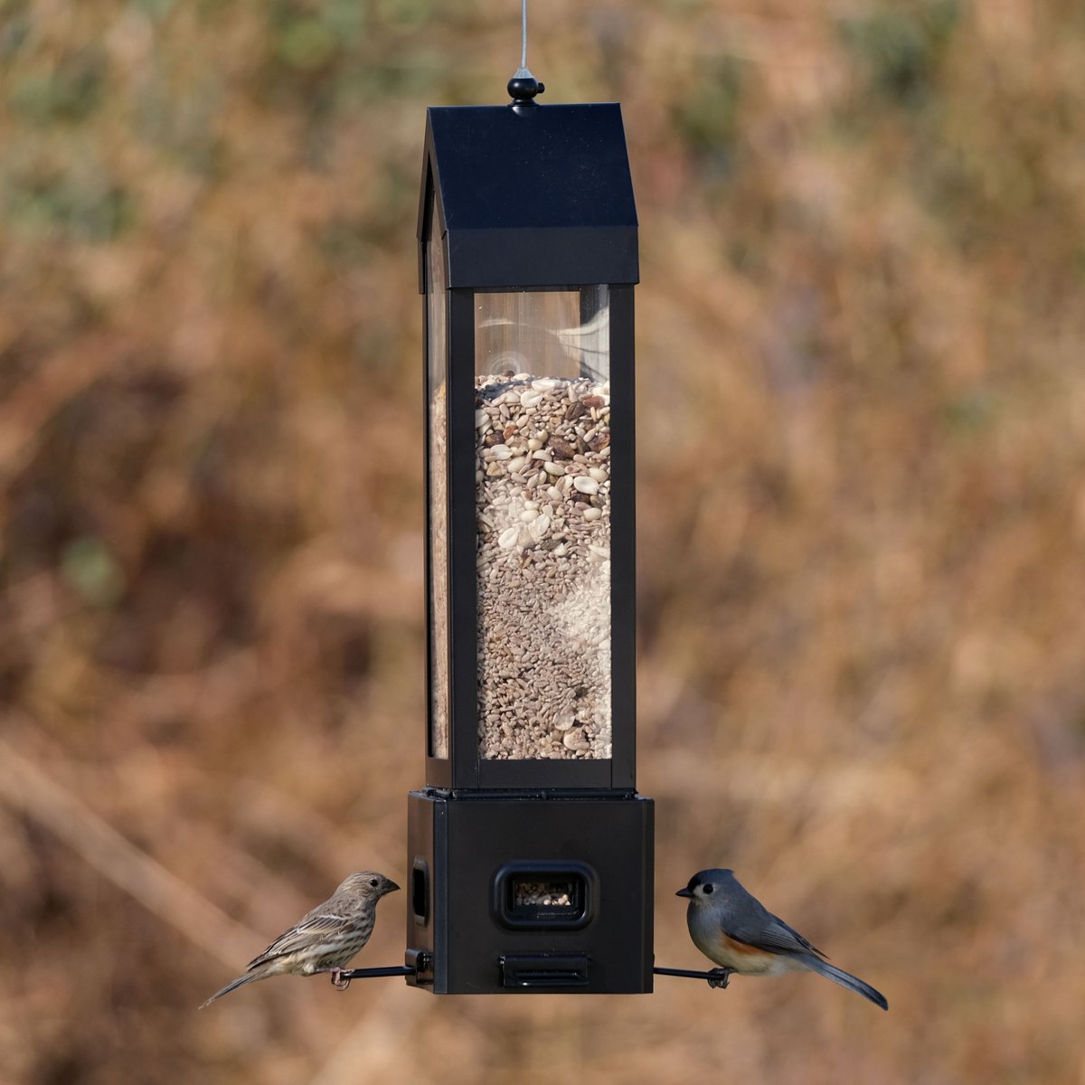 NATURES WAY BIRD PRODUCTS Squirrel Shield Choice Lantern Bird Feeder ...