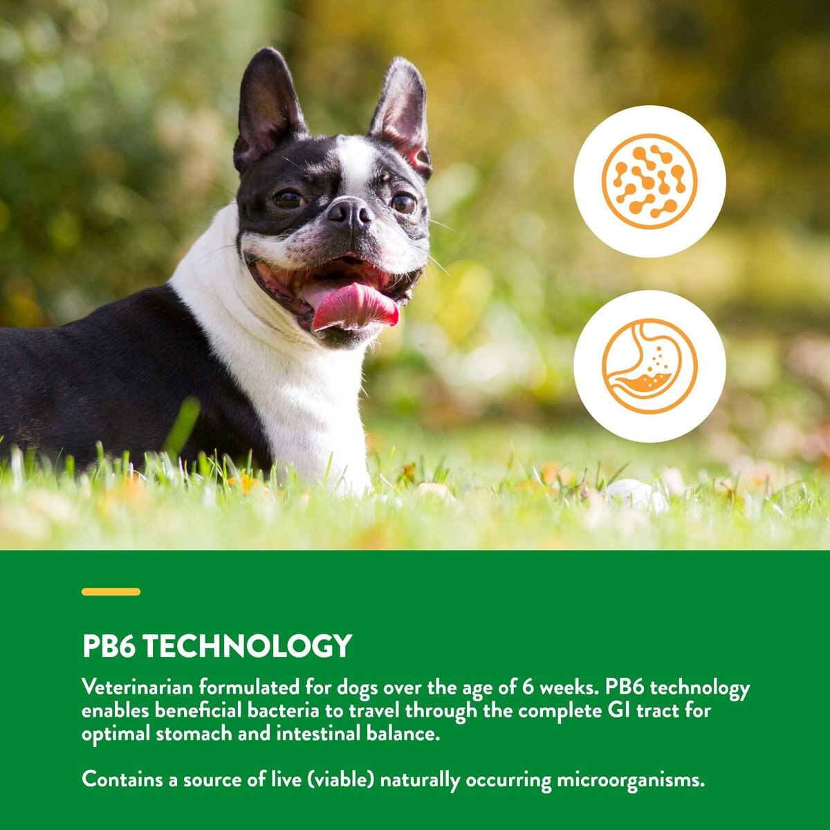 NATURVET Advanced Probiotics & Enzymes Plus Vet Strength PB6 Probiotic ...