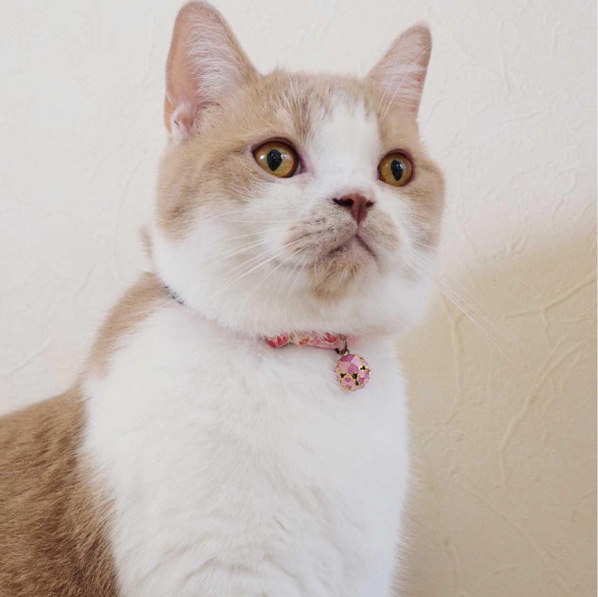 NECOICHI Chirimen Clover Breakaway Cat Collar with Bell, Pastel Pink, 8 ...