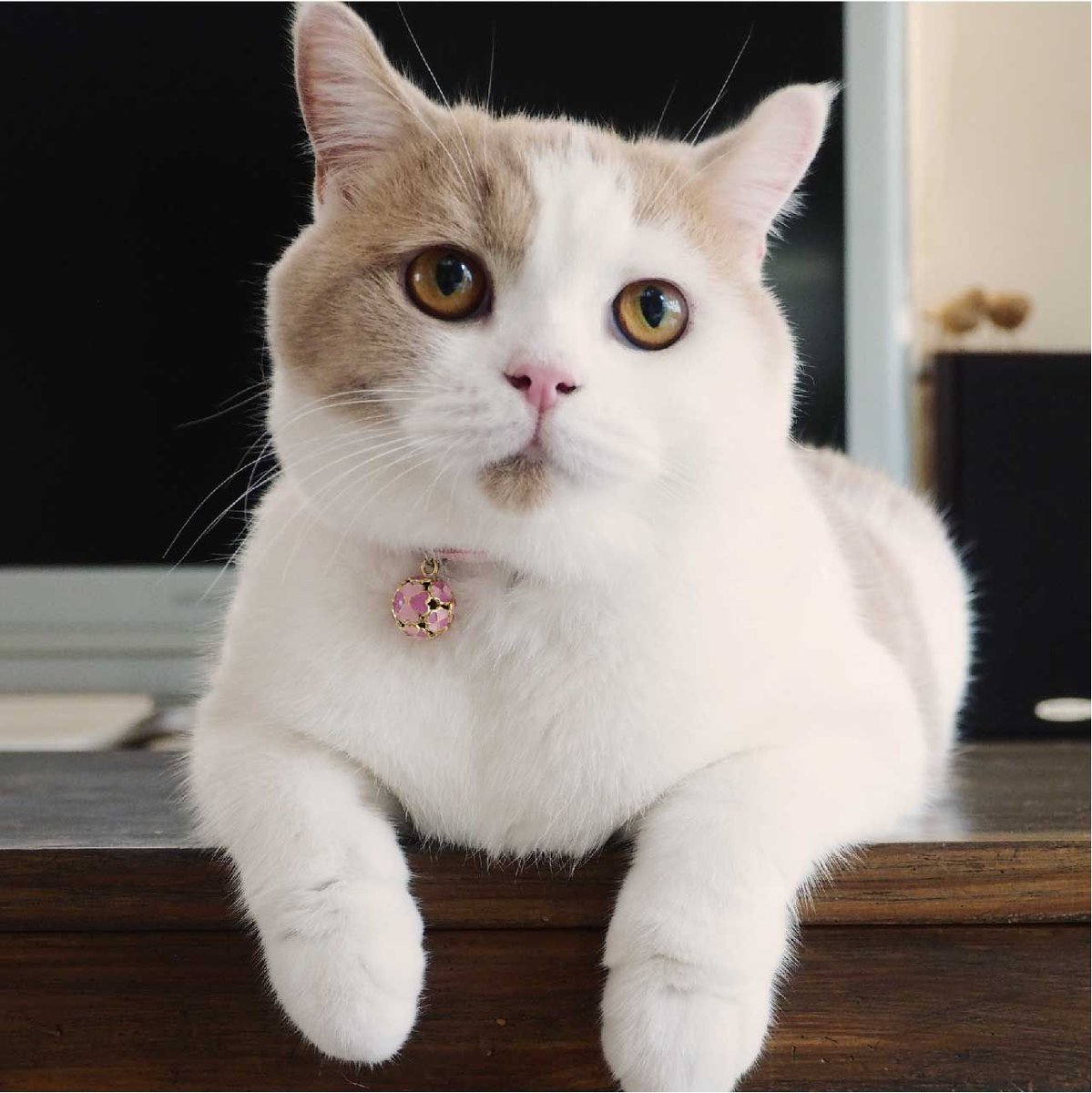 NECOICHI Chirimen Clover Breakaway Cat Collar with Bell, Pastel Pink, 8 ...