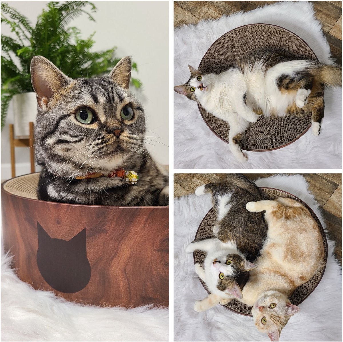 NECOICHI Cozy Cat Scratcher Bowl Toy, Dark Cherry, X-Large - Chewy.com
