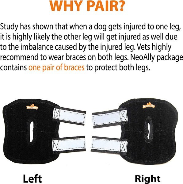 NEOALLY Back Hock Metal Spring Support Dog Brace, X-Small - Chewy.com