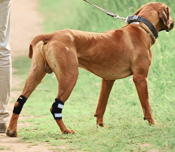 NEOALLY Back Hock Metal Spring Support Dog Brace, X-Small - Chewy.com