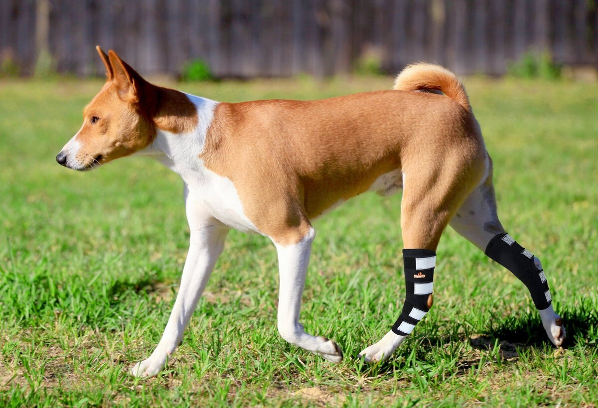 NEOALLY Rear Leg Dog Brace, X-Small - Chewy.com