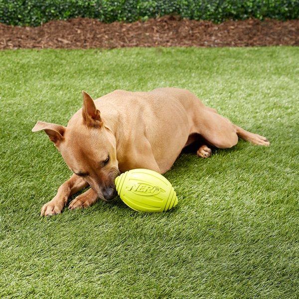 NERF DOG Ridged Squeak Football Dog Toy, Large, Green - Chewy.com