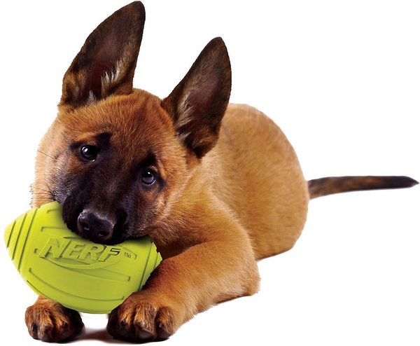 NERF DOG Ridged Squeak Football Dog Toy, Large, Green - Chewy.com