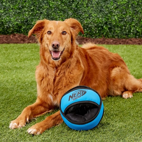 NERF DOG Tuff Tug X-Ring Dog Toy, Medium - Chewy.com