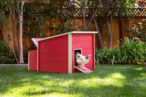 Temporarily Unavailable - NEW AGE PET ECOFLEX Fontana Urban Farm ...