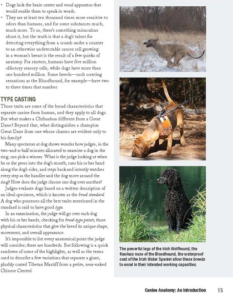 Out of Stock - New Complete Dog Book, AKC Official Breed Standards ...