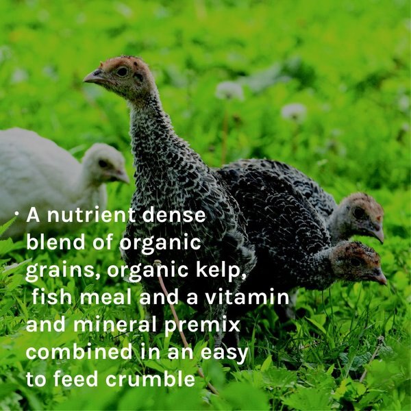 NEW COUNTRY ORGANICS Game Bird Crumbles Chicken Feed, 35-lb bag - Chewy.com