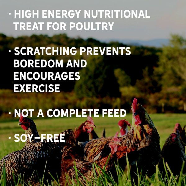 NEW COUNTRY ORGANICS Scratch Chicken Feed, 40-lb bag - Chewy.com