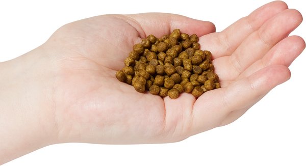 NOW FRESH Grain-Free Adult Formula Dry Cat Food, 3-lb bag - Chewy.com