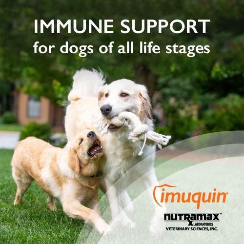 NUTRAMAX Imuquin Immune Support Powder Immune Supplement for Dogs, 30 ...