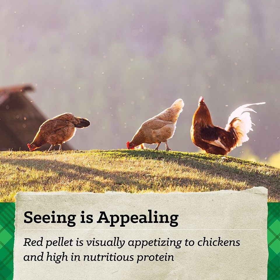 NUTRENA Hi Pro Chicken 12% Protein Scratch Grains & Protein Pellets, 7 ...