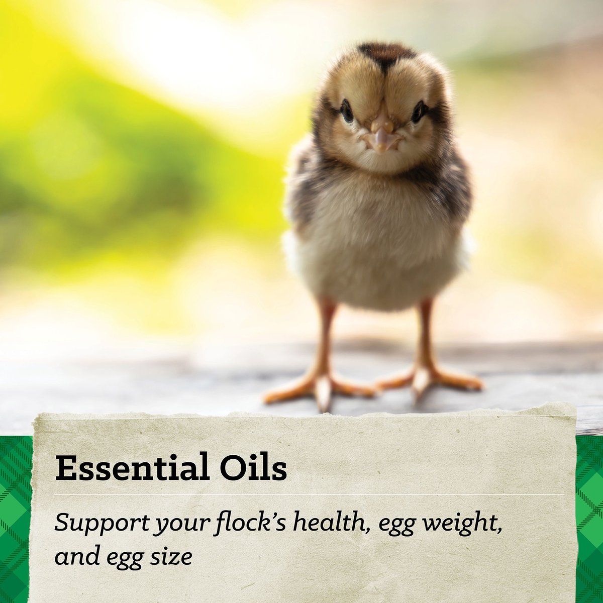 NUTRENA NatureWise Chick Starter Grower 18% Protein Crumble Chicken ...