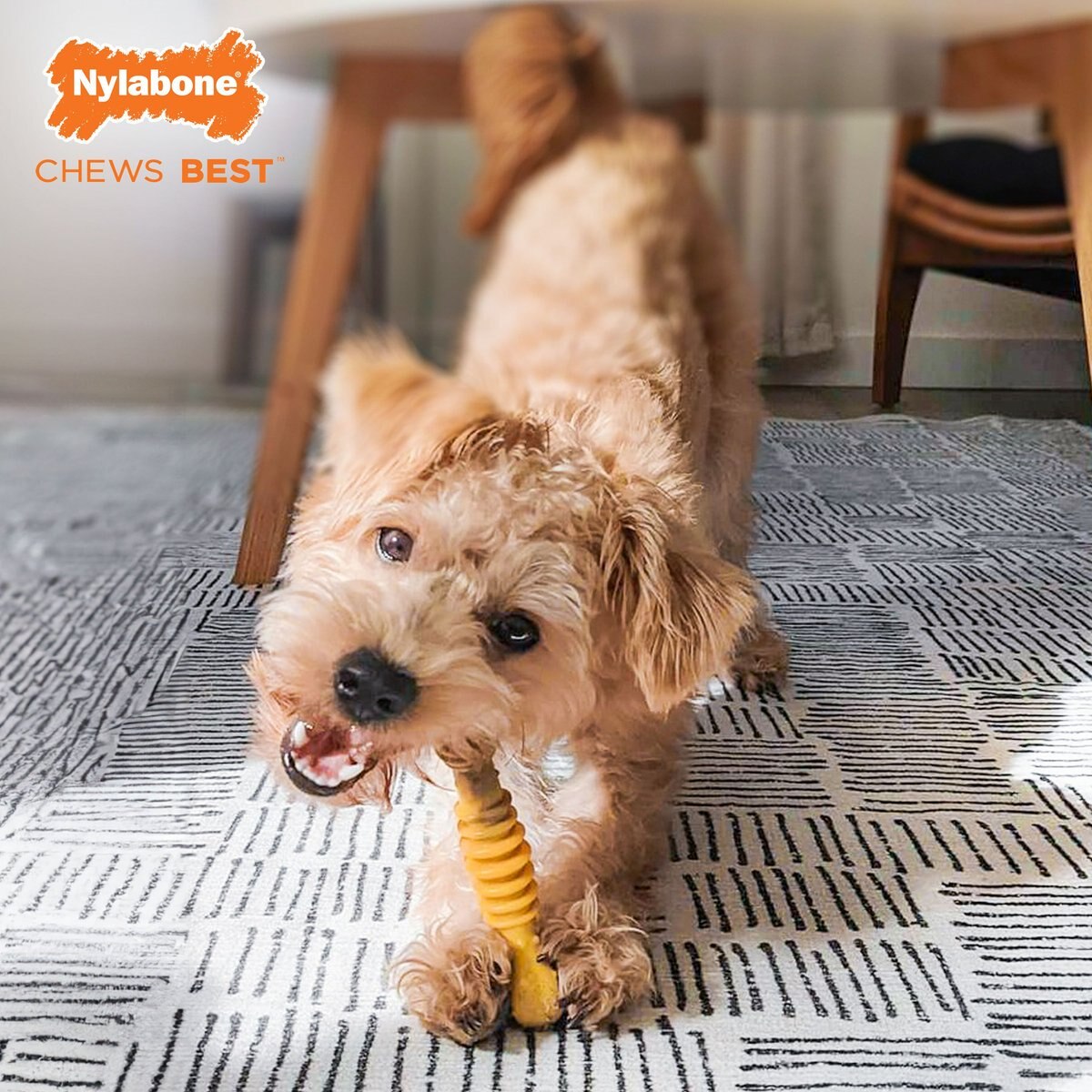 Discontinued - NYLABONE Power Chew Flavor Frenzy Cheesesteak Flavored ...