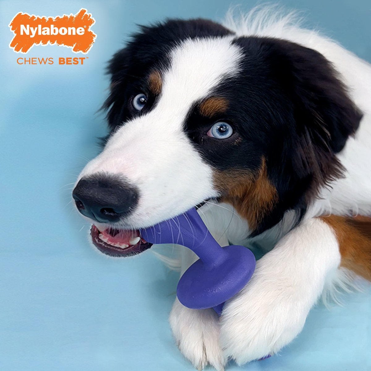 Out of Stock - NYLABONE Power Chew Rolling Dog Toy, Blue, Large - Chewy.com