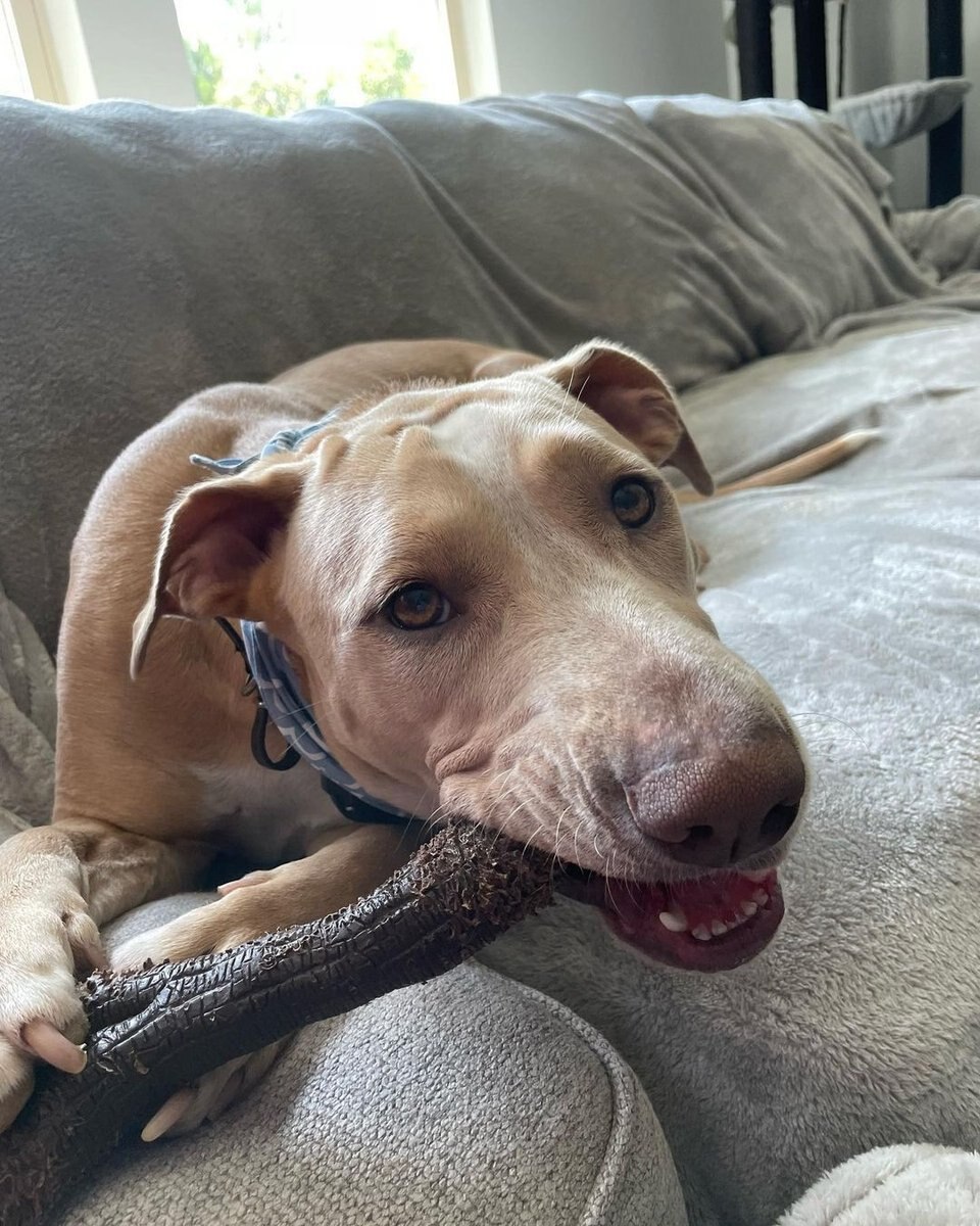 NYLABONE Strong Chew Real Wood Dog Stick Toy Maple Bacon, X-Large ...