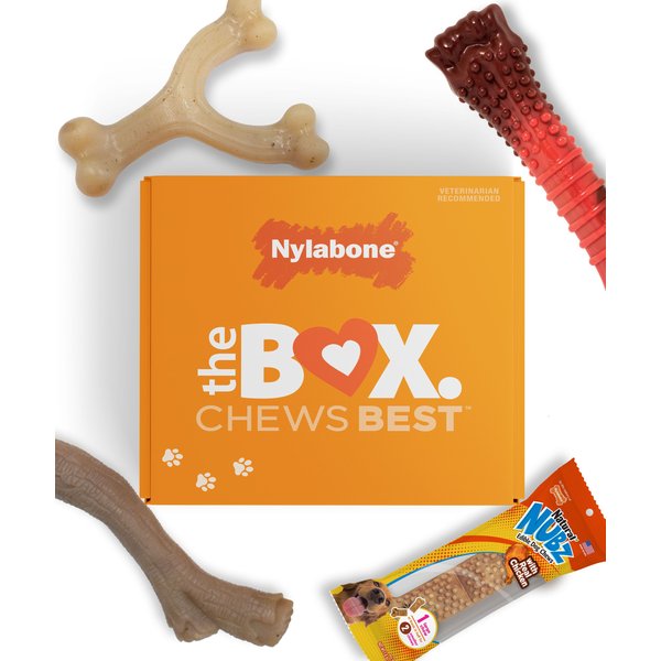 NYLABONE The Box Chew Toy & Treat Gift Box for Large Dogs - Chewy.com