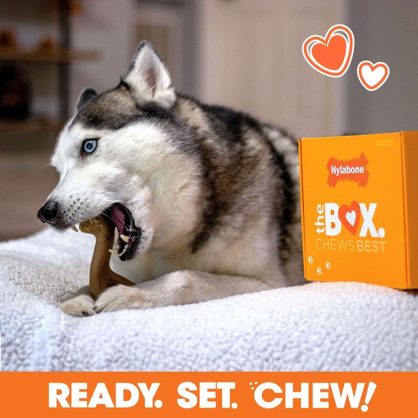 NYLABONE The Box Chew Toy & Treat Gift Box for Large Dogs - Chewy.com