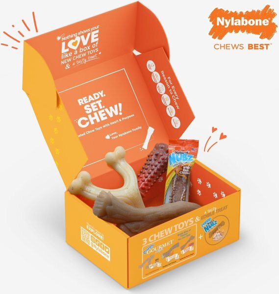 NYLABONE The Box Chew Toy & Treat Gift Box for Large Dogs - Chewy.com