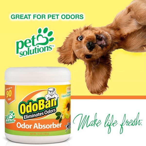 ODOBAN Solid Odor Absorber Citrus Deodorizer, 14-oz jar - Chewy.com