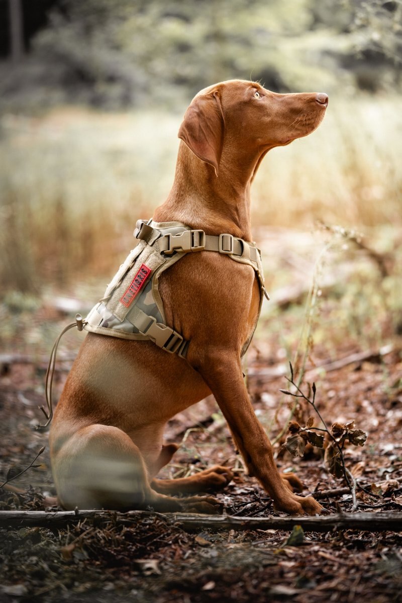 ONETIGRIS FIRE WATCHER 2.0 No Pull Dog Harness, Multicam, Small: 20 to 27-in chest - Chewy.com