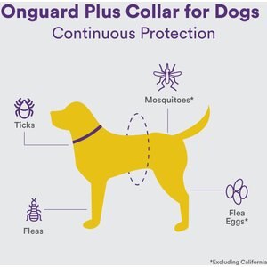 8 Best Flea & Tick Collars for Dogs 2025: According to Reviews | Chewy