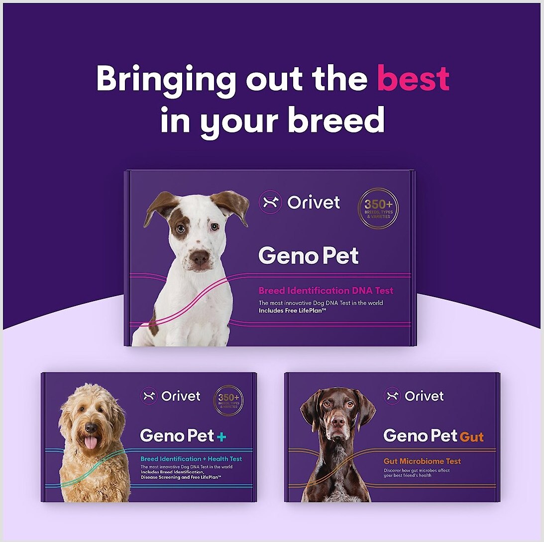 ORIVET Geno Pet Dog DNA Breed Identification Test - Chewy.com
