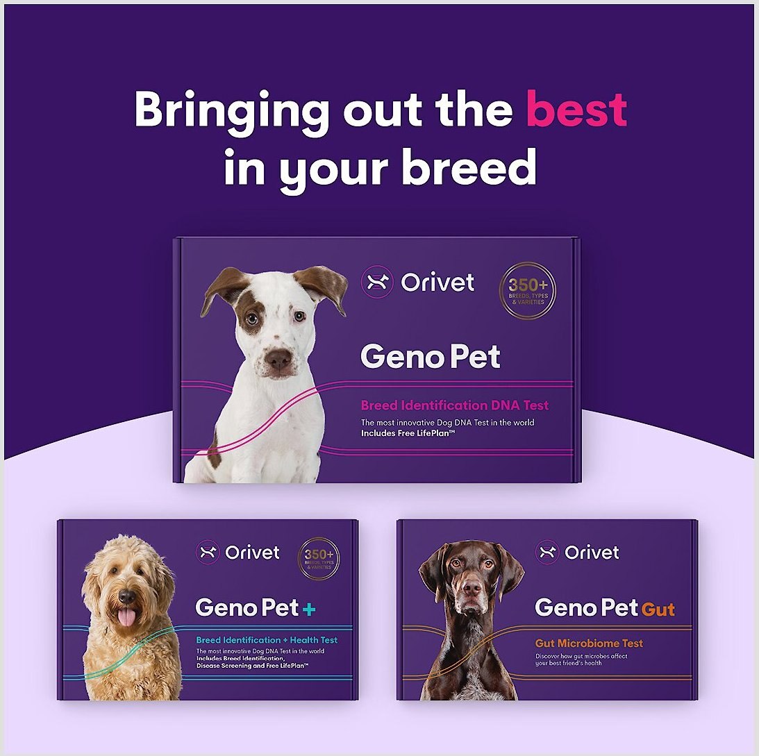 ORIVET Geno Pet Dog DNA Breed Identification Test - Chewy.com