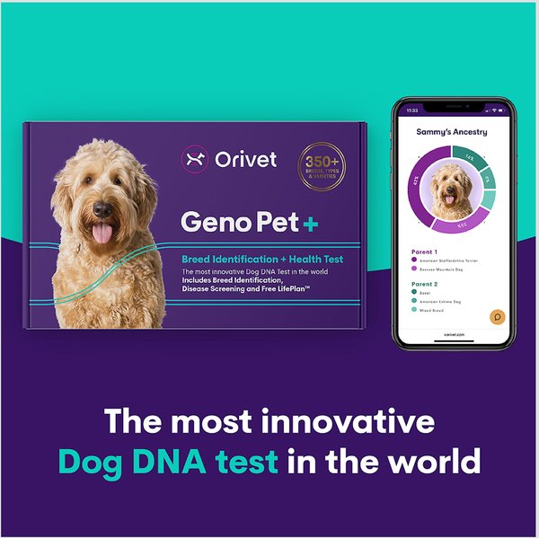 ORIVET Geno Pet Plus Dog DNA Breed Identification + Health Test - Chewy.com