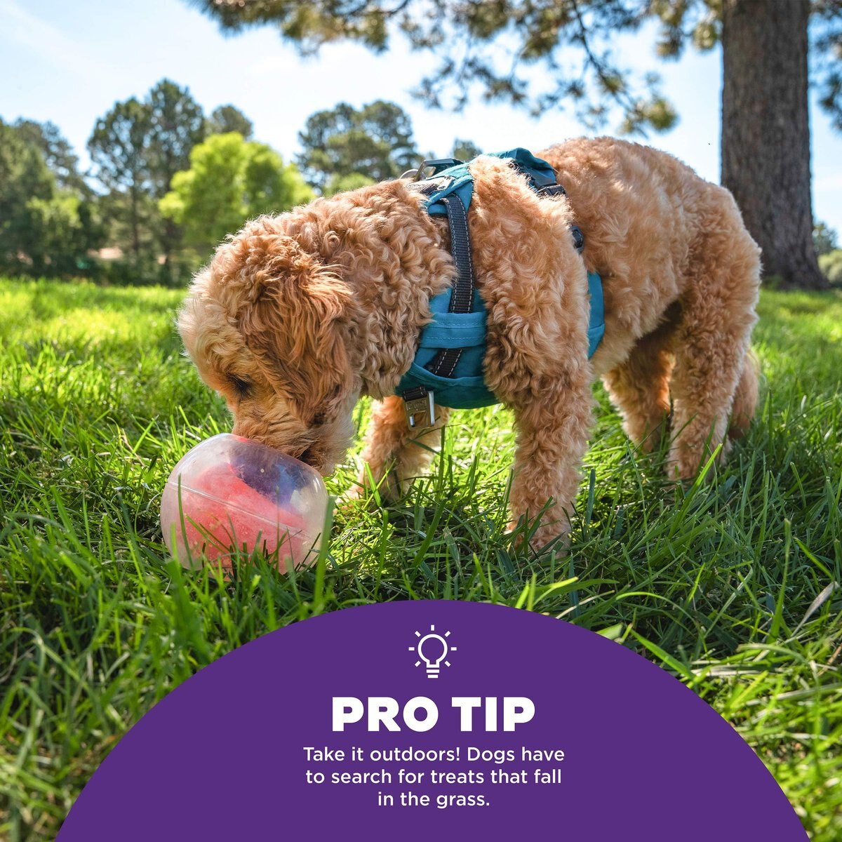 OUTWARD HOUND Dog Rumble Puzzle Ball Puzzle & Treat Maze Interactive ...