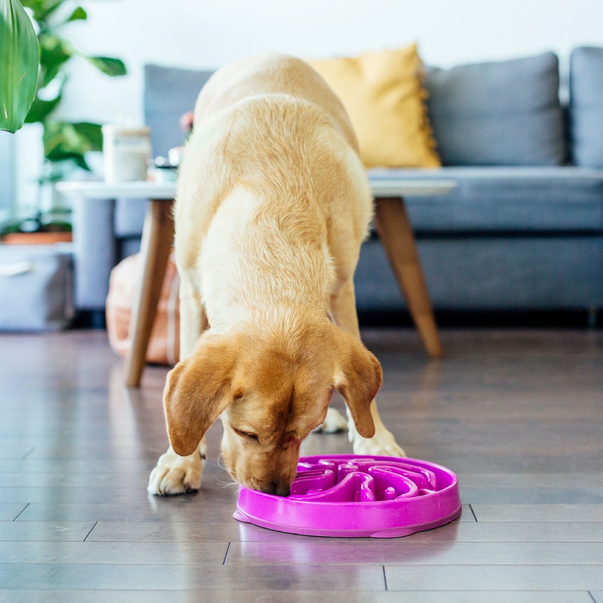 OUTWARD HOUND Fun Feeder Interactive Dog Bowl, Purple, 4 cup - Chewy.com
