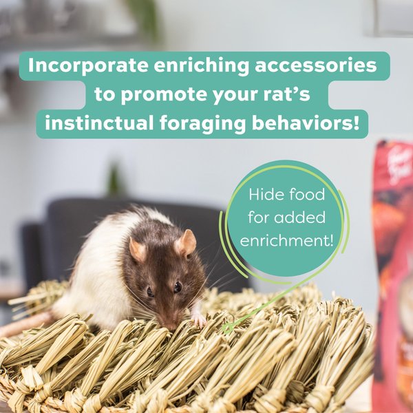 OXBOW Essentials Regal Rat Adult Rat Food, 20-lb bag - Chewy.com