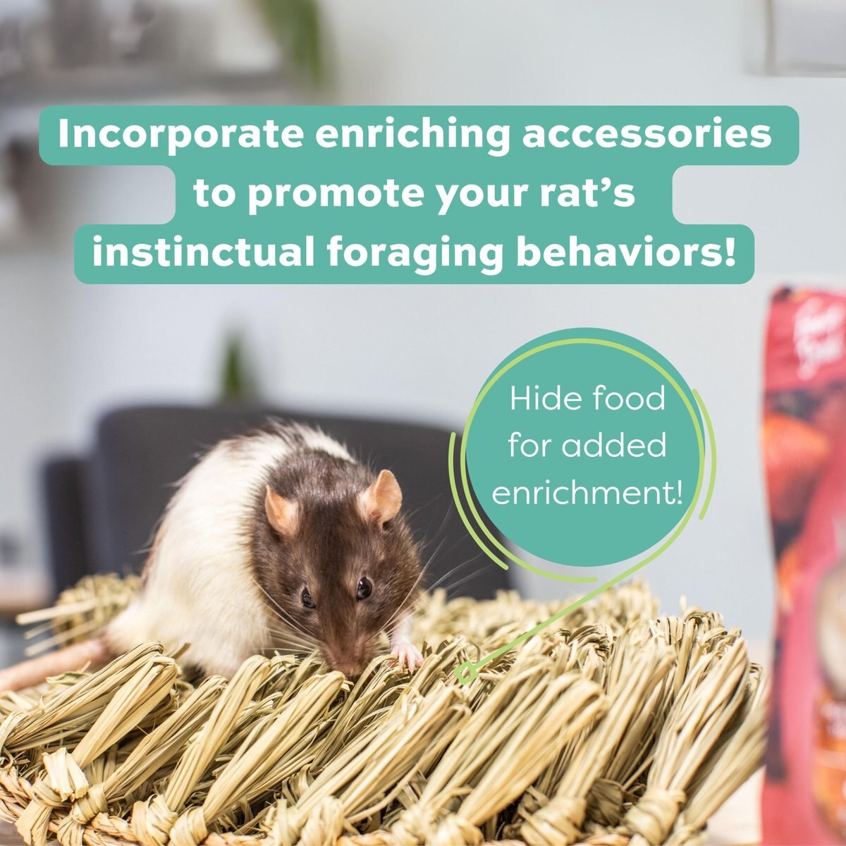 OXBOW Essentials Regal Rat Adult Rat Food, 3-lb bag - Chewy.com