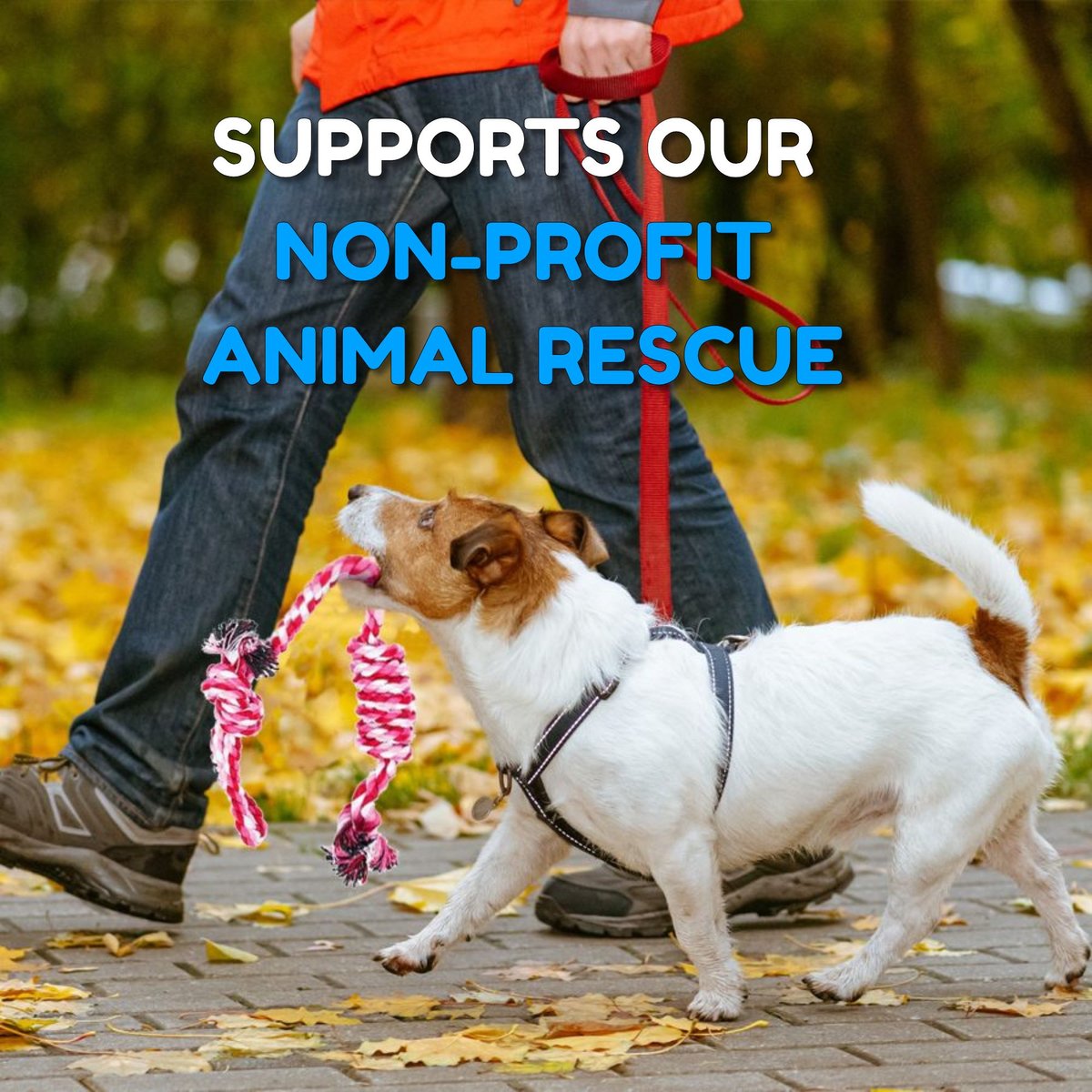 PACIFIC PUPS RESCUE Assorted Rope Dog Toys, 11 count - Chewy.com