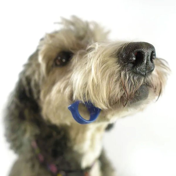 PAW READY BrushMate Biteblock Dog Teeth Cleaning Aid, Blue, Medium ...