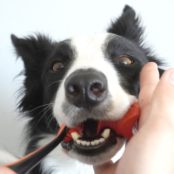 PAW READY BrushMate Biteblock Dog Teeth Cleaning Aid, Orange, Medium ...