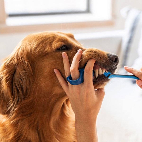 PAW READY BrushMate Toothbrush, Small Brushing Assistant & Enzymatic ...