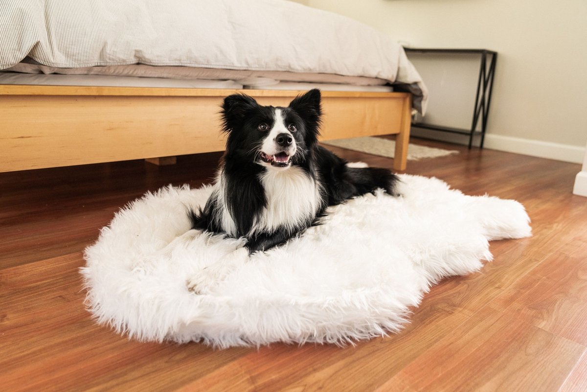 PAWBRANDS PupRug Premium Faux Fur Human Grade Orthopedic Memory Foam ...