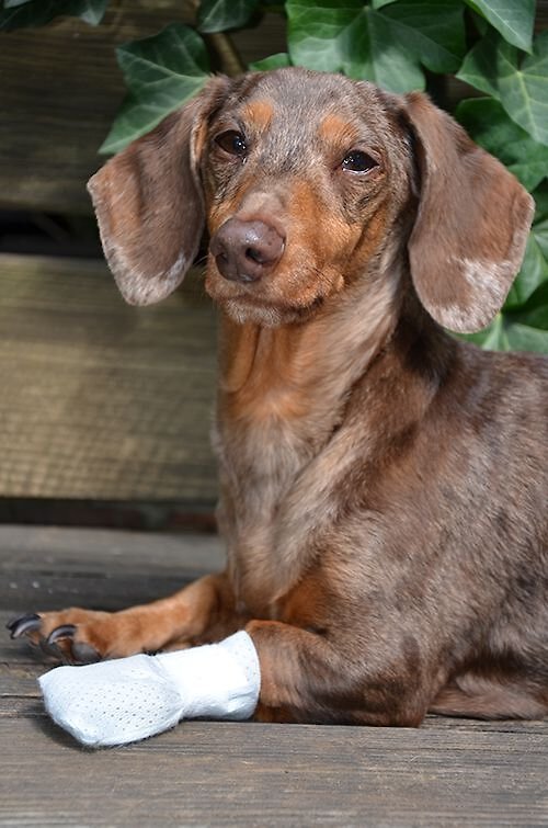 Out of Stock - PAWFLEX MediMitt Disposable Dog Bandage, 4 count, X ...