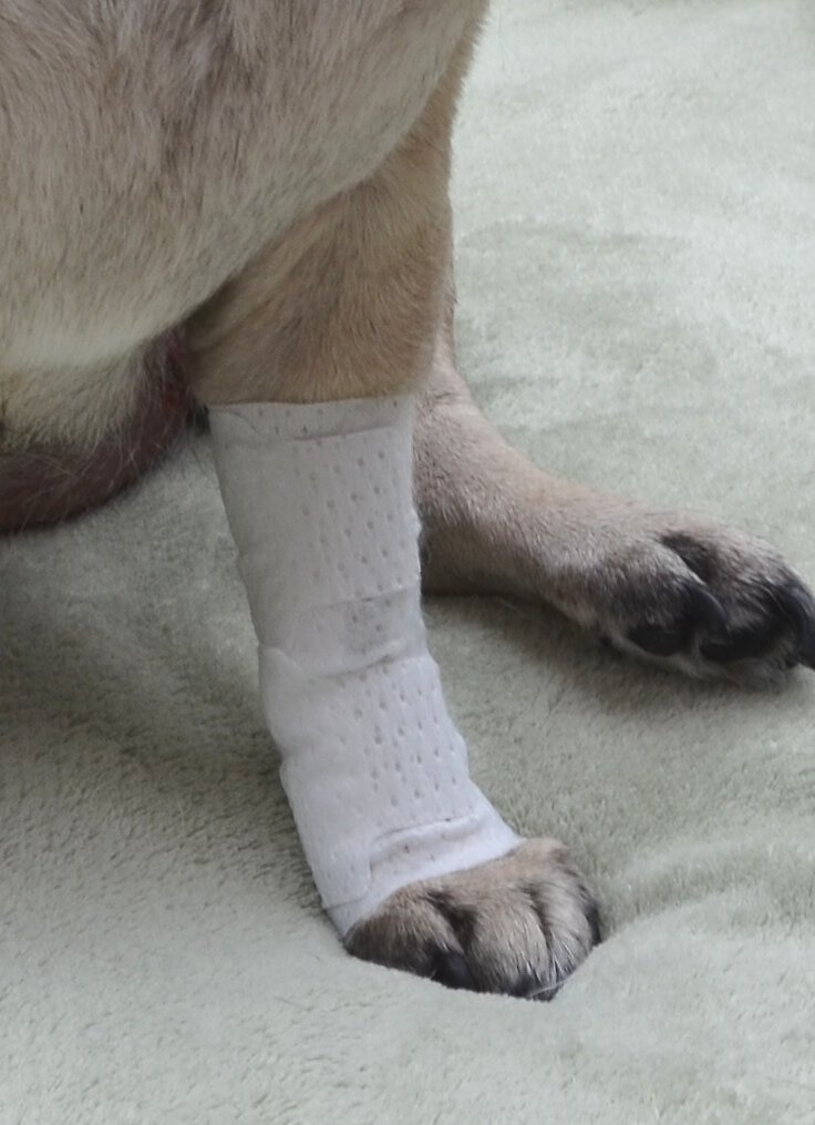 PAWFLEX Universal/Joint Disposable Dog Bandage, 4 count, Medium - Chewy.com