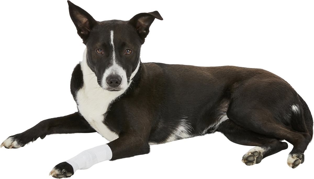 PAWFLEX Universal/Joint Disposable Dog Bandage, 4 count, Medium - Chewy.com