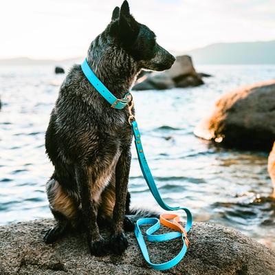 PAWFUREVER's Waterproof & Odorless Dog Collar, Blue & White, Large ...