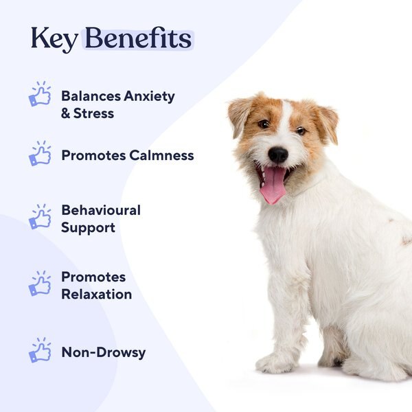 PAWFY Calming Turkey Flavor Chews Dog Supplement, 90 count - Chewy.com