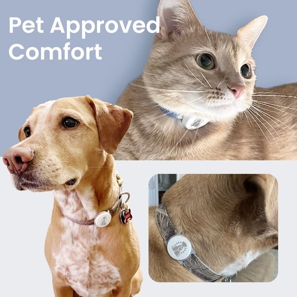 PAWSPIK PortionPro Rx Feeder with Silicone Loops Silicone RFID Dog ...