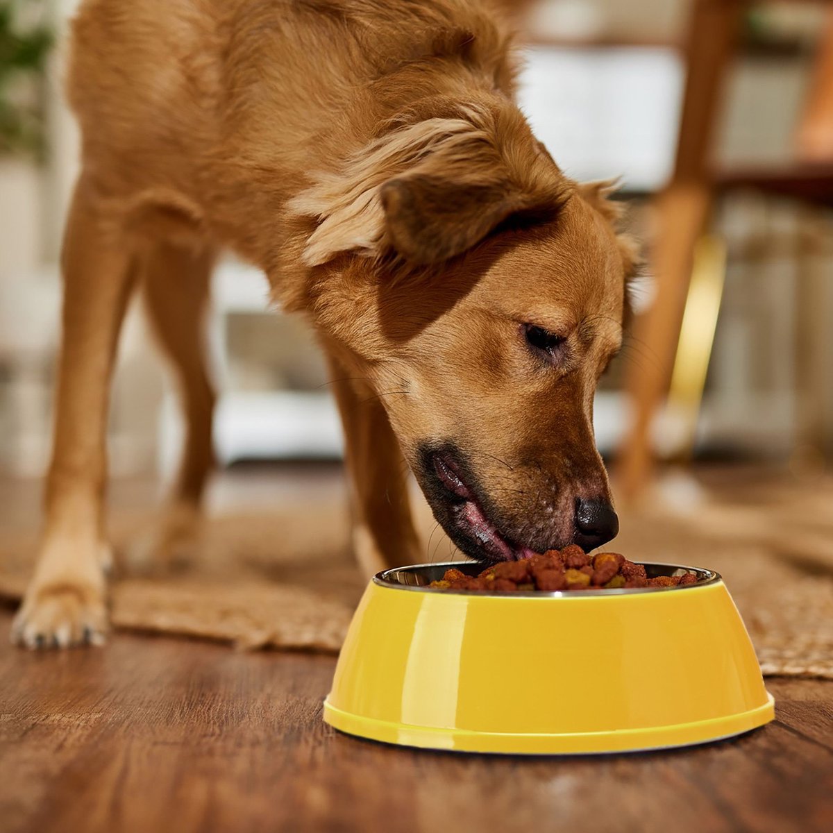 PEDIGREE Complete Nutrition Grilled Steak & Vegetable Flavor Dog Kibble ...