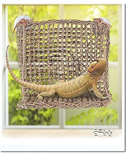 PENN-PLAX Reptology Sun-Lover Lizard Lounger - Chewy.com