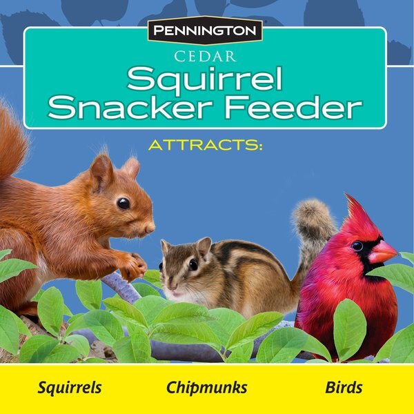 PENNINGTON Cedar Squirrel Snacker Feeder - Chewy.com